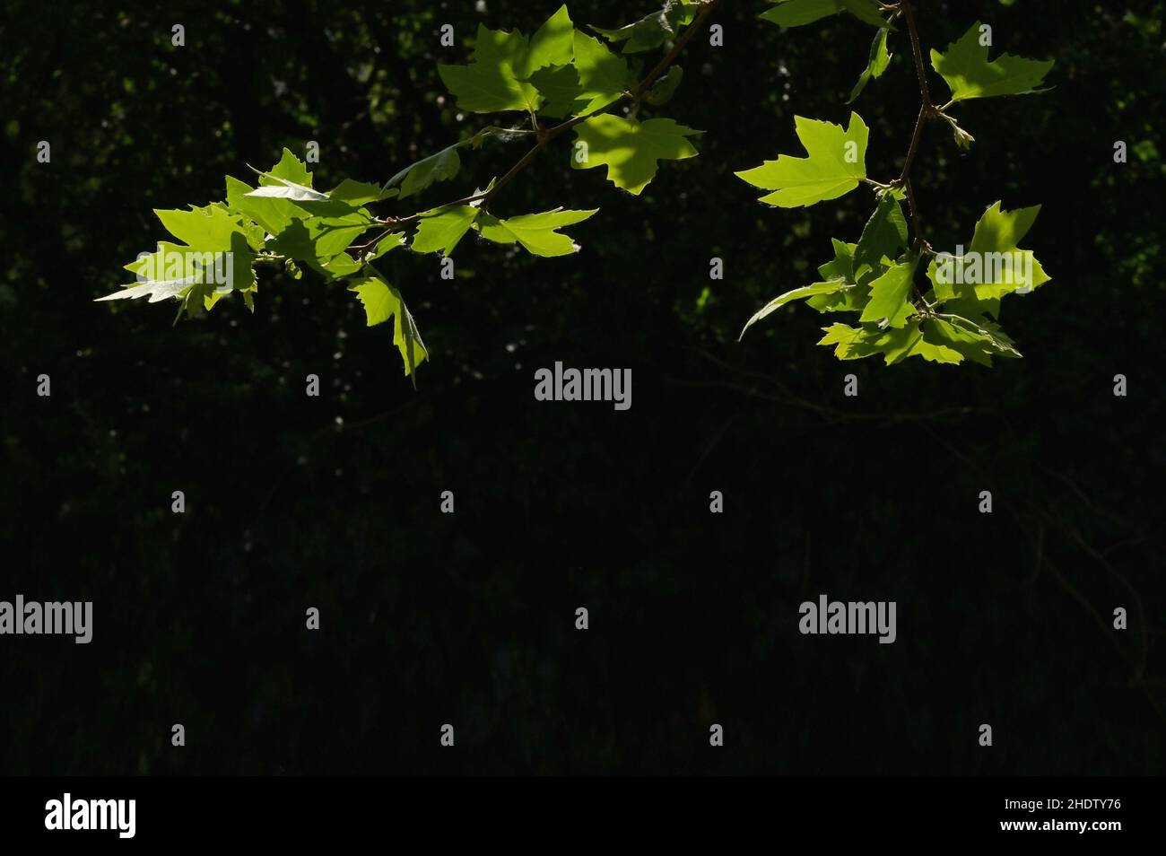 spring, leaves, maple, leaf, maples Stock Photo - Alamy