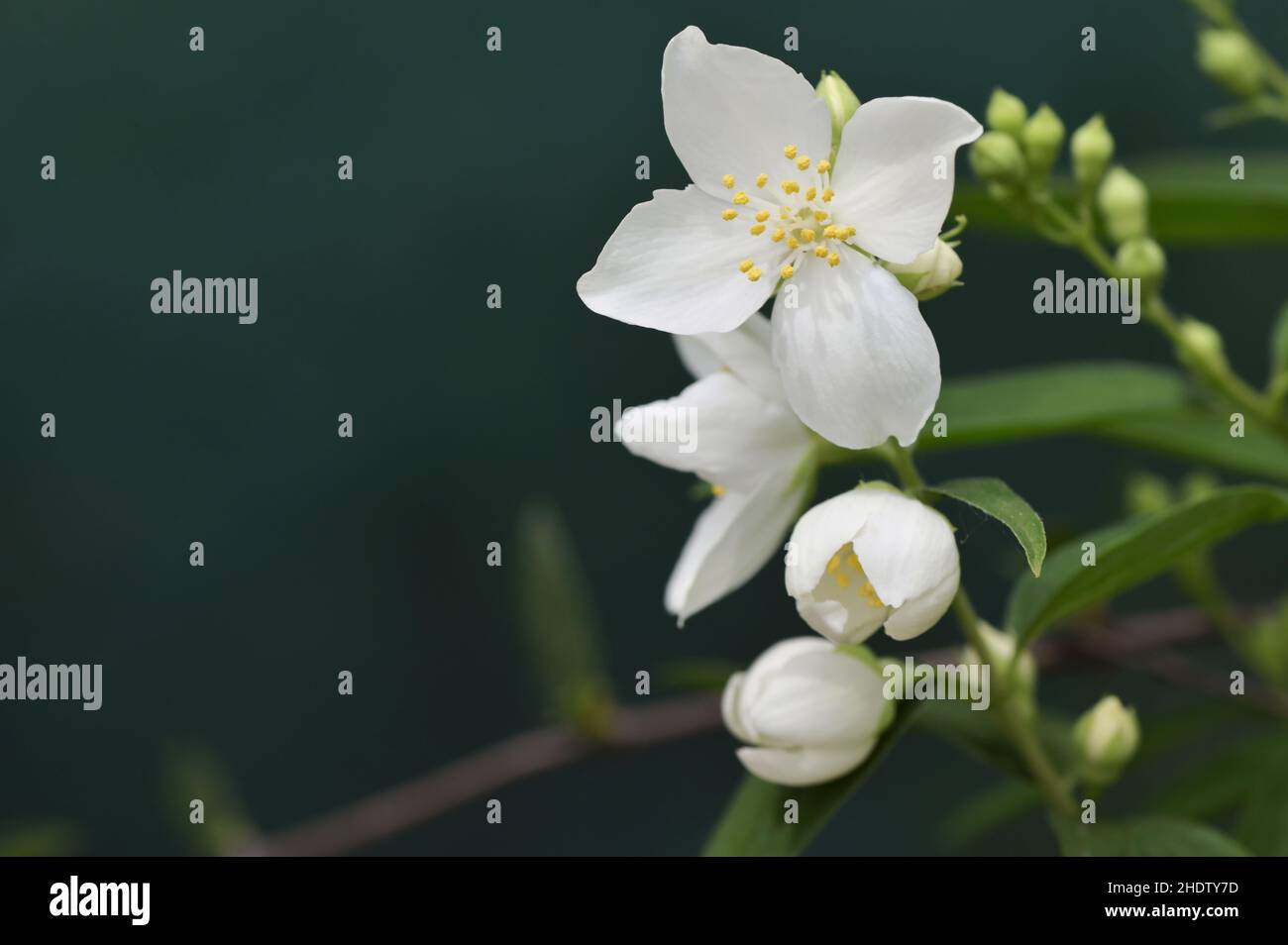 Flowering jasmine plant hi-res stock photography and images - Alamy