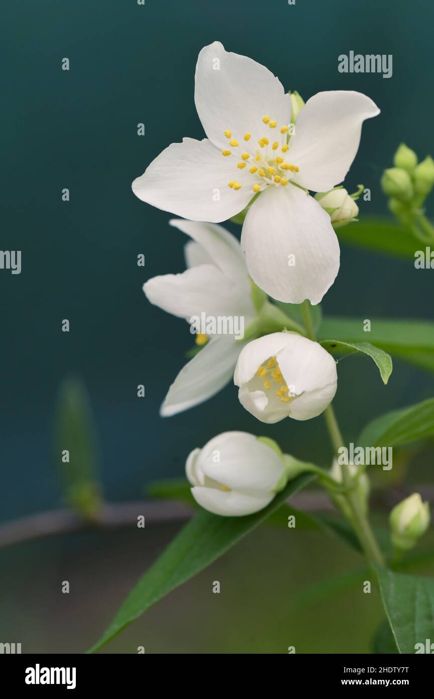 Jasmine trees hi-res stock photography and images - Alamy