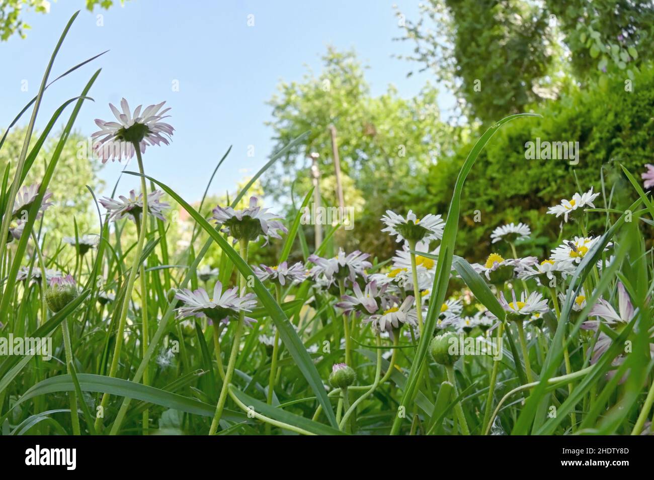 meadow, grass, daisy, meadows, daisies Stock Photo - Alamy