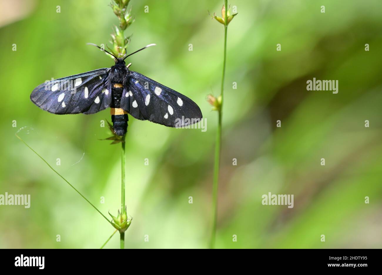 Nine insects hi-res stock photography and images - Alamy