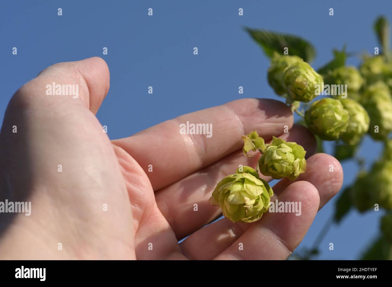 common hop, hops blossom, common hops, hops blossoms Stock Photo - Alamy