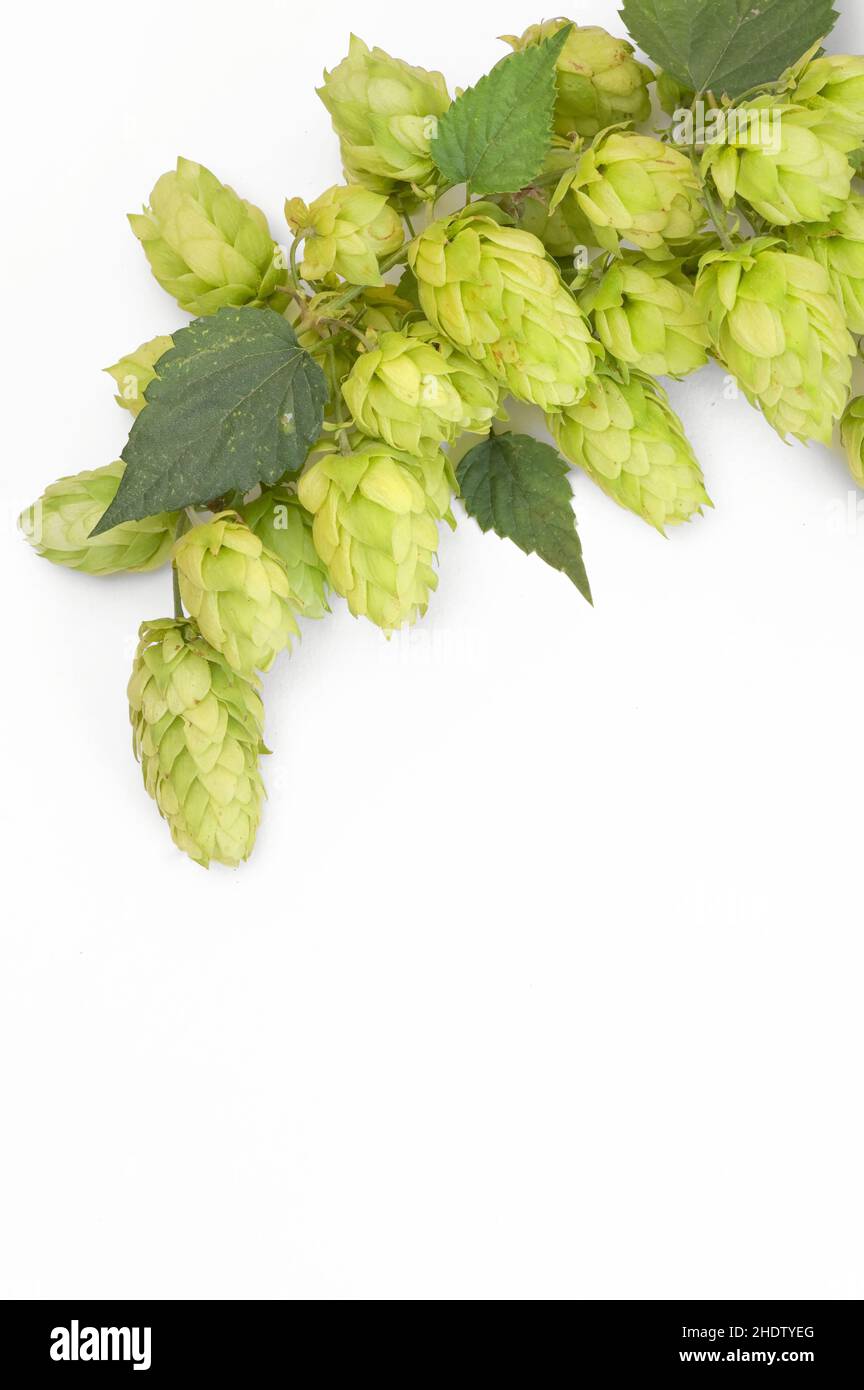 Hops blossom hi-res stock photography and images - Alamy