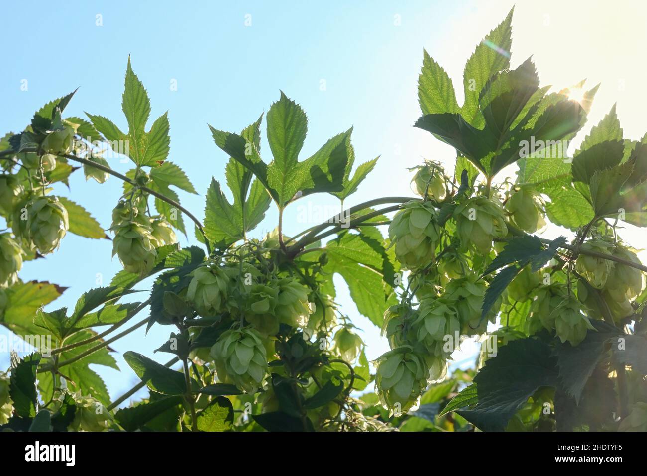 hop, common hop, hops blossom, hops, common hops, hops blossoms Stock ...
