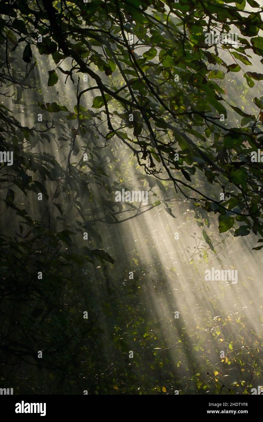 glade, light incidence, light beam, glades, lights, light beams ...