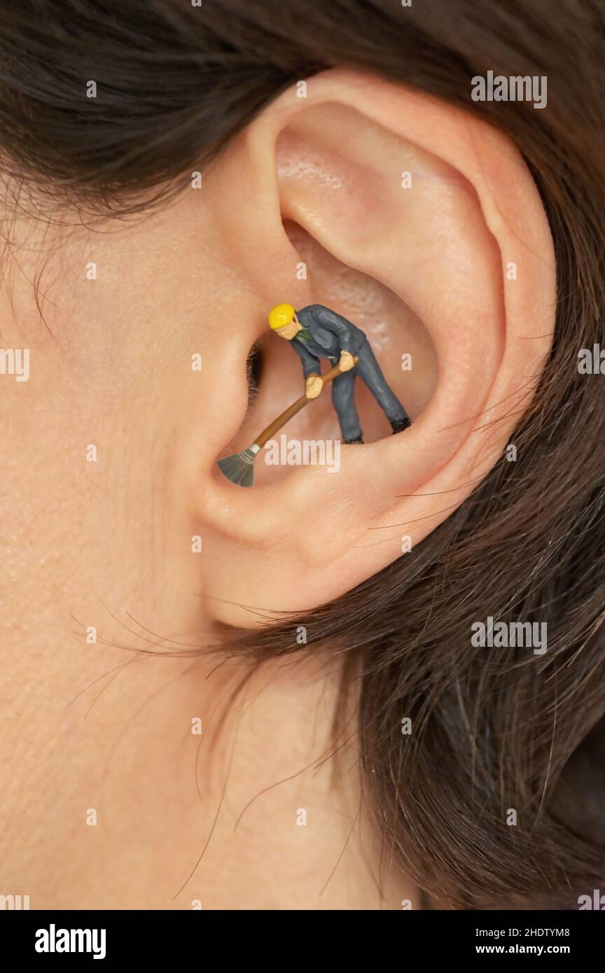 animal ear, clean, animal ears, ear, ears, cleans, pure Stock Photo - Alamy