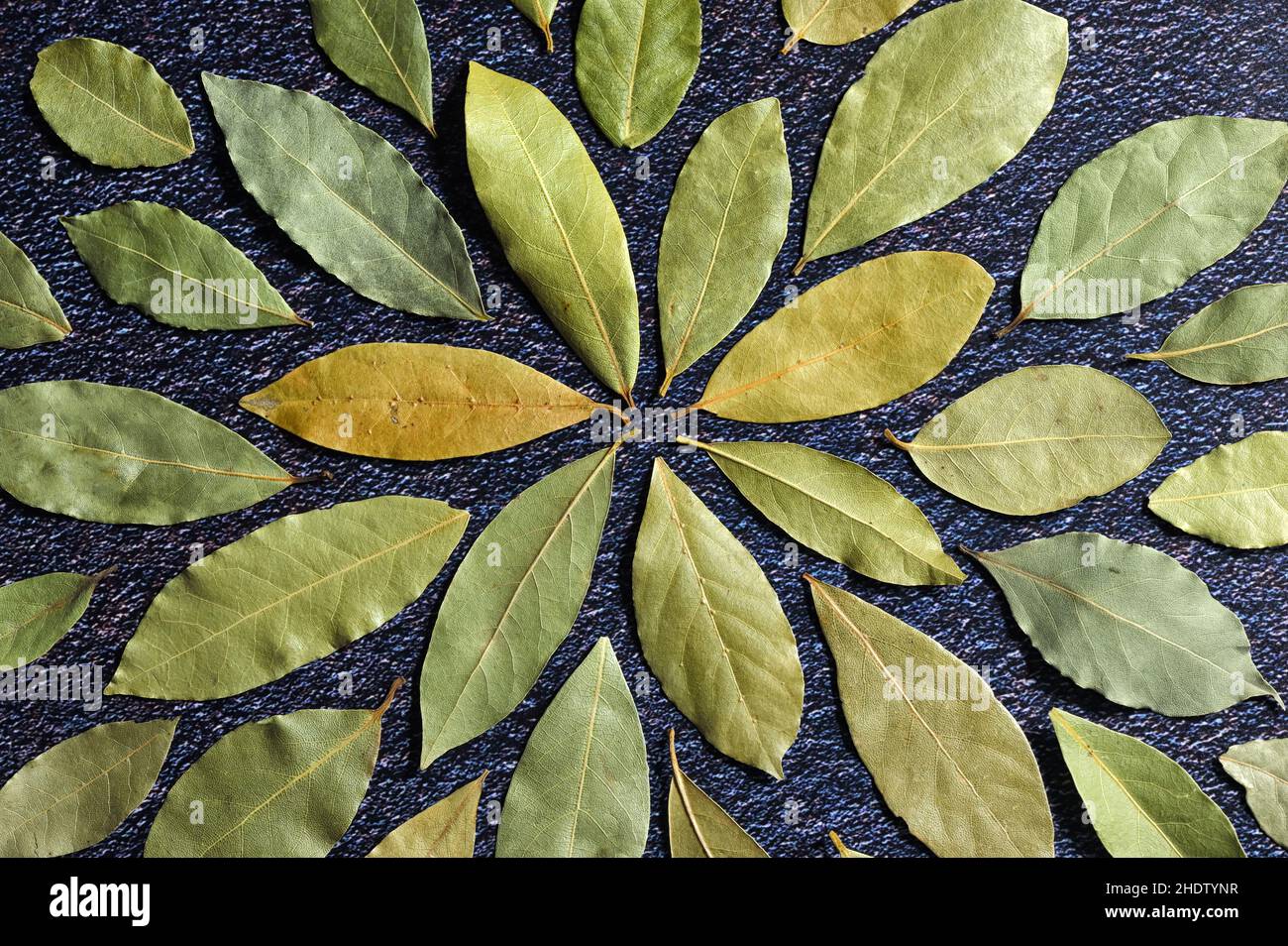 Leaf patterns hi-res stock photography and images - Alamy