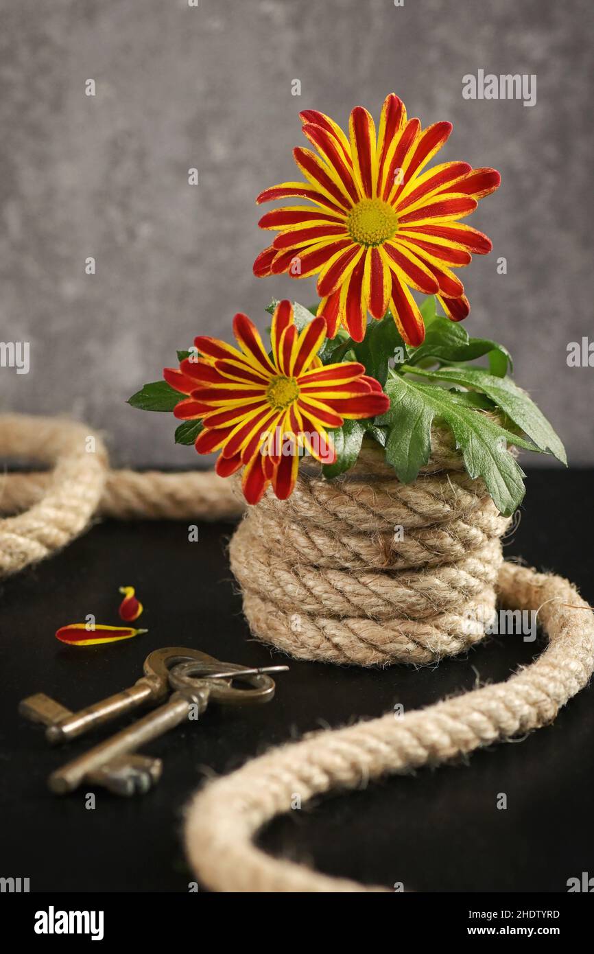 rope, tied, bondage, ropes, tieds, bondages Stock Photo - Alamy