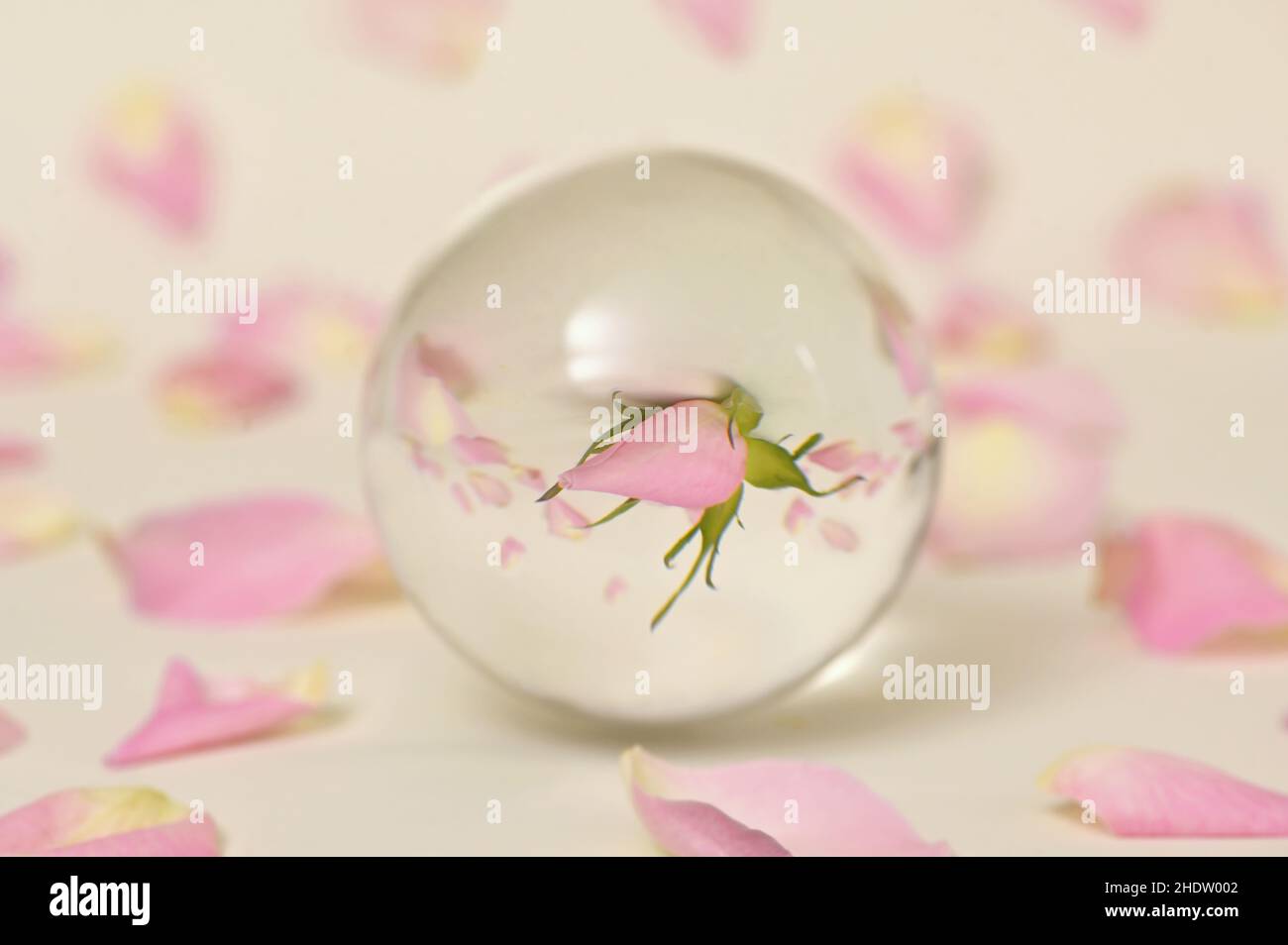 rose, crystal ball, roses, crystal balls Stock Photo - Alamy
