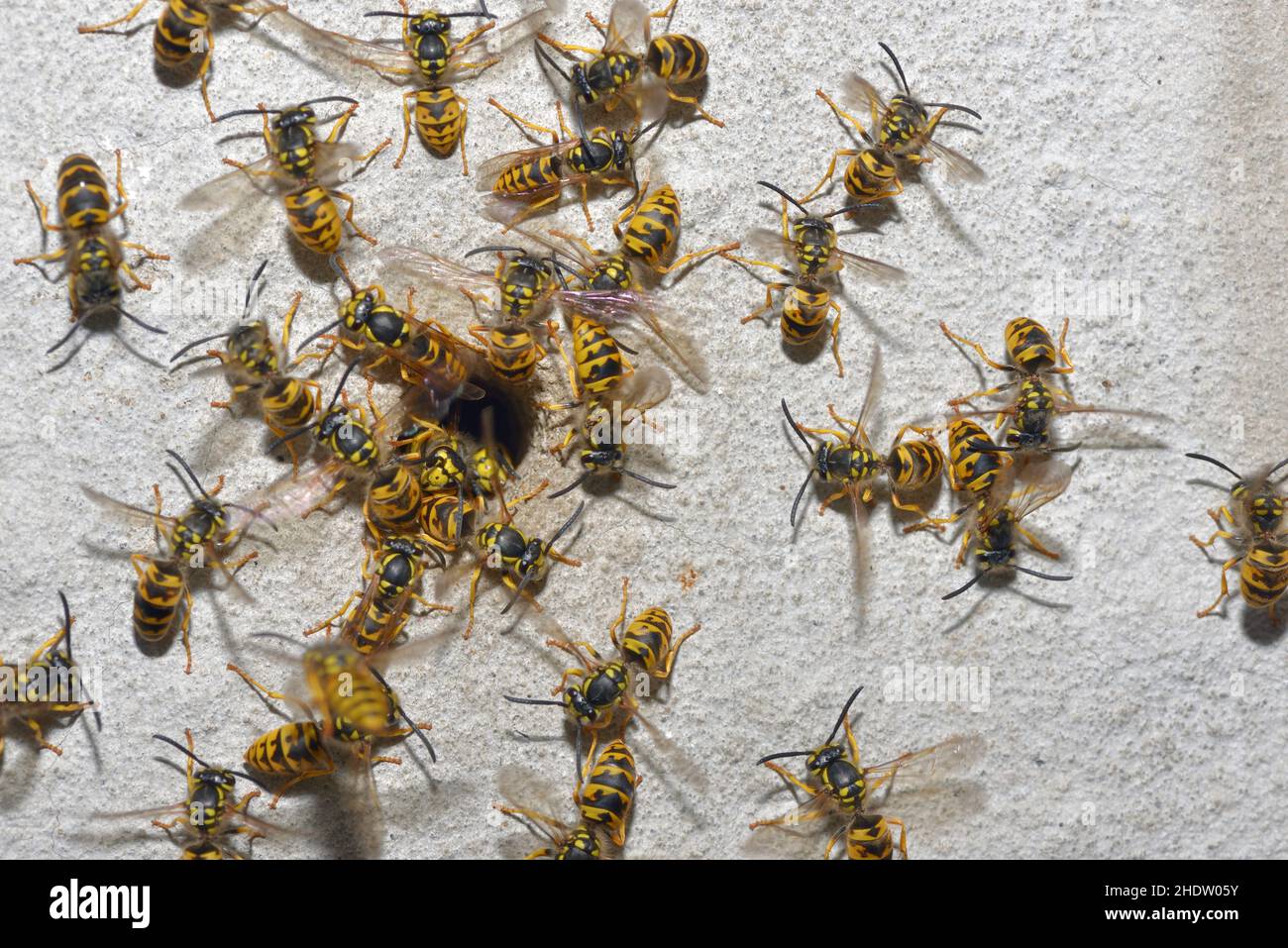 hornet, hornets nest, hornets, hornets nests Stock Photo - Alamy