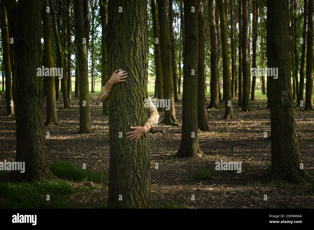 embracing, tree trunk, cuddling, hug, hugging, trunks Stock Photo - Alamy