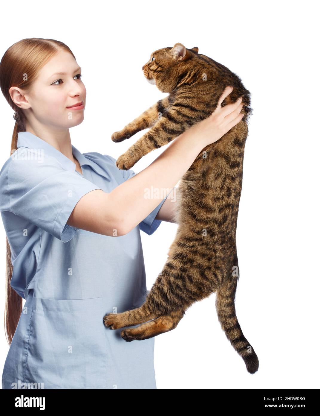 cat, examination, veterinarian, cats, procedure, veterinarians Stock ...
