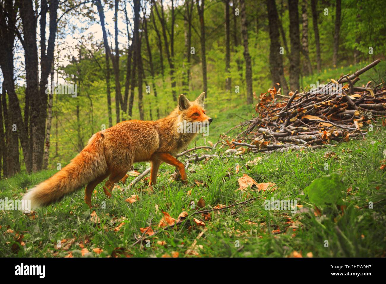 forest, fox, forests, wood, woodland, woods, foxs Stock Photo - Alamy