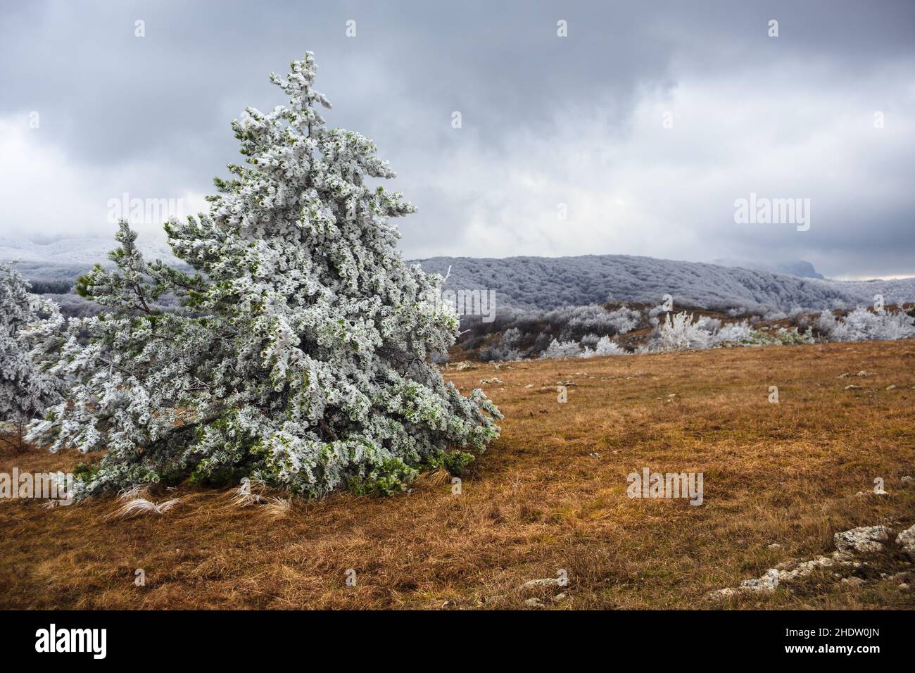winter, fir, winters, firs Stock Photo - Alamy