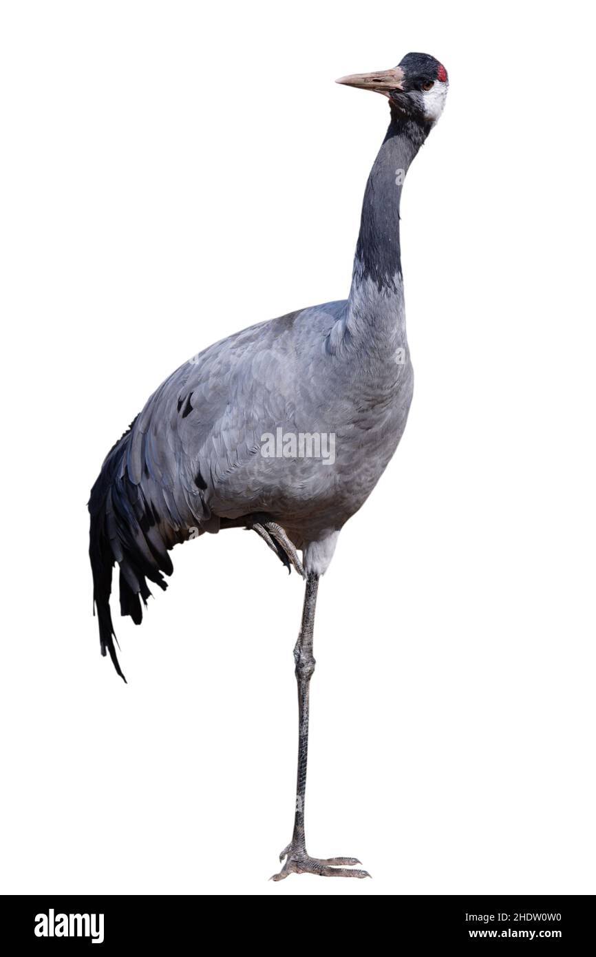 crane, common crane, cranes, common cranes Stock Photo - Alamy