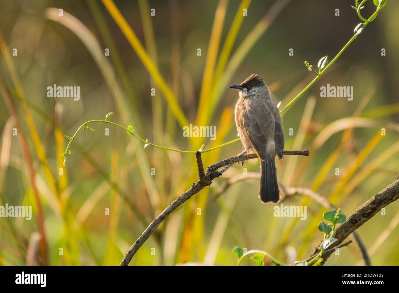 Beautiful sooty headed bulbul hi-res stock photography and images - Alamy