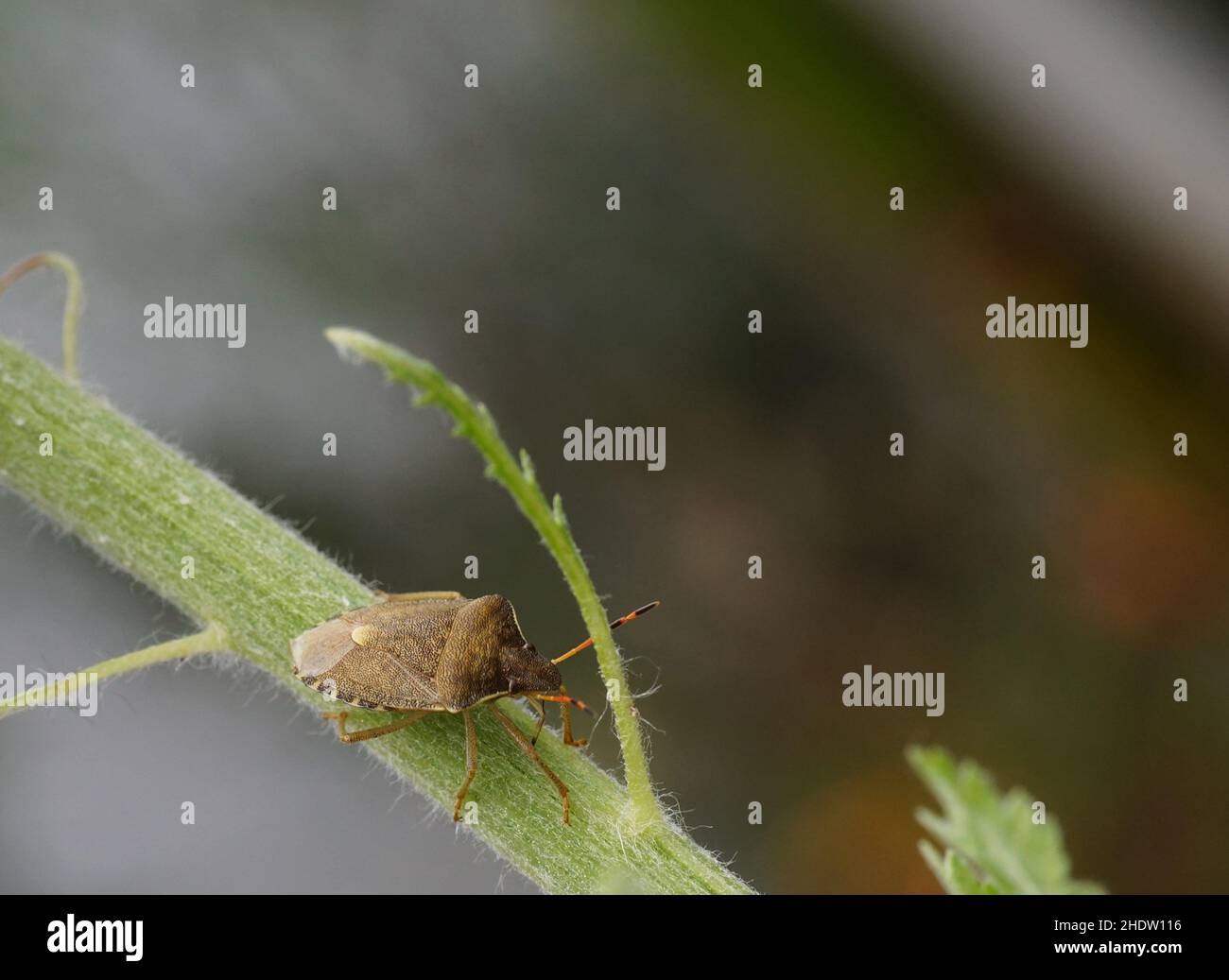bedbug, tree bug, bedbugs, tree bugs Stock Photo - Alamy
