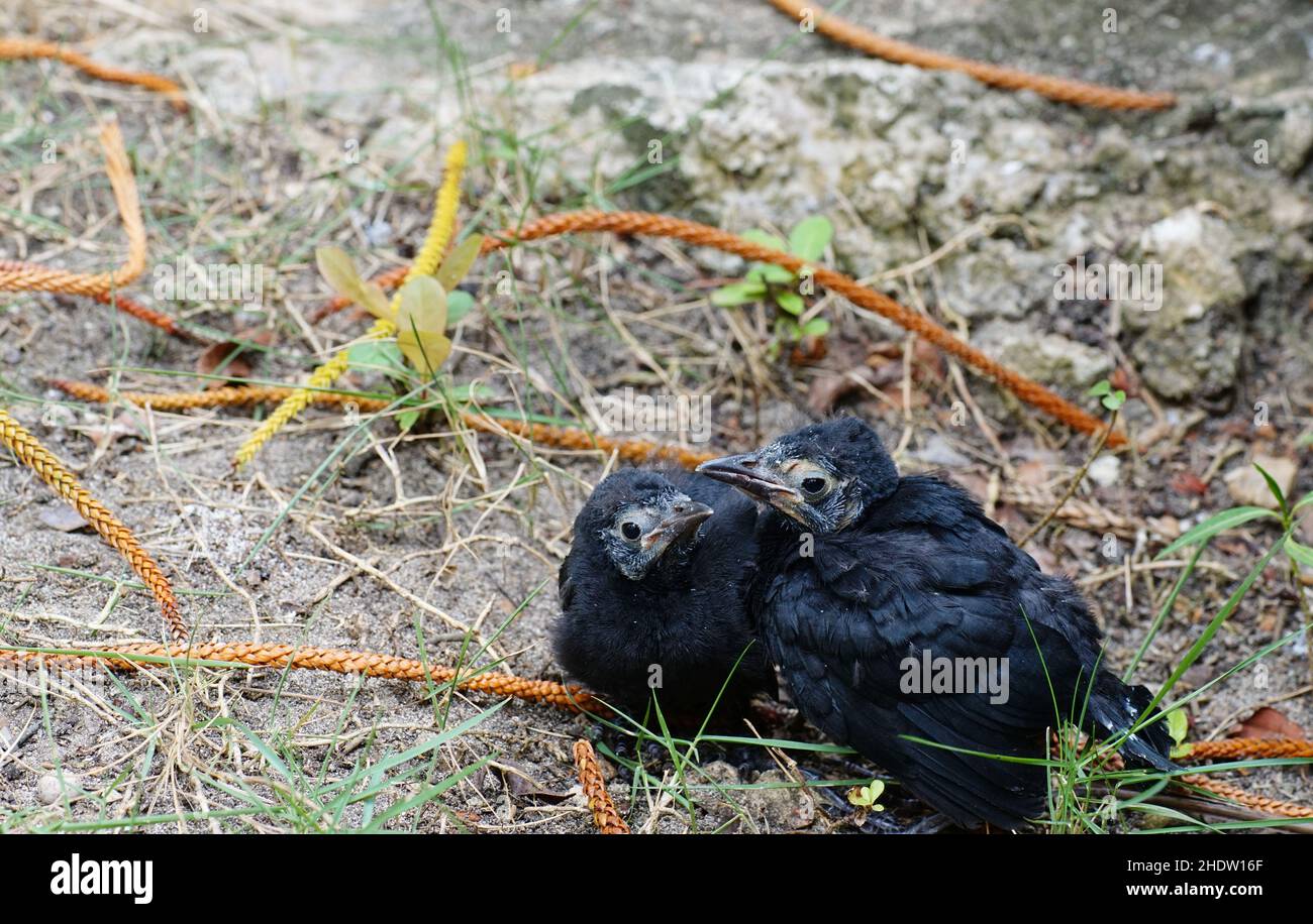 Corvus palmarum hi-res stock photography and images - Alamy