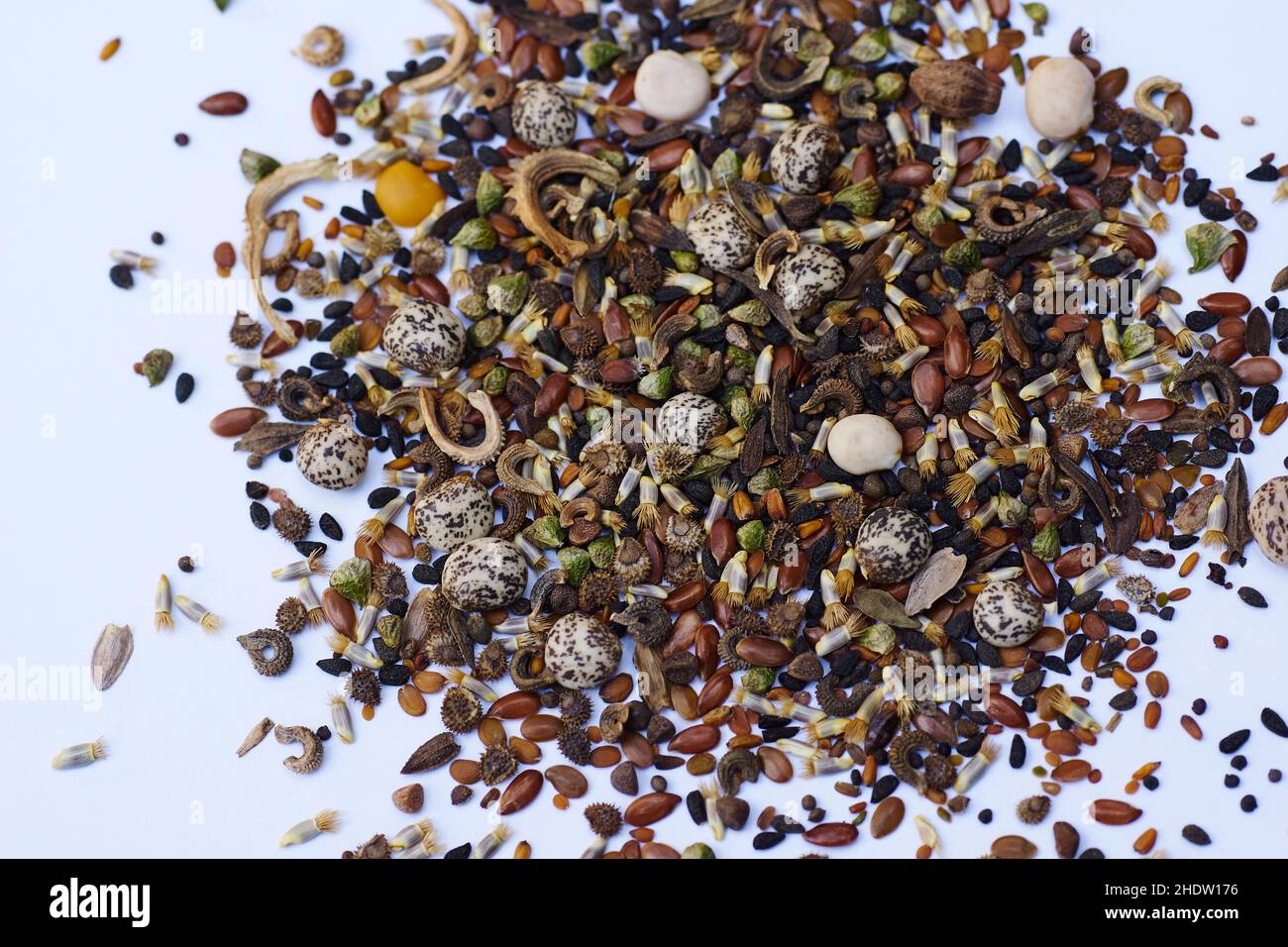 seed, flower seeds, crob, seeds, sowing Stock Photo - Alamy