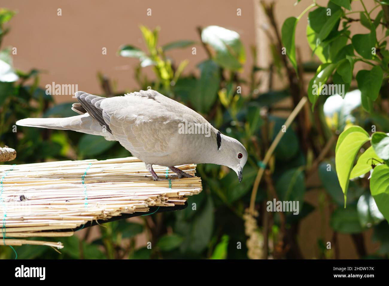 Dove was standing hi-res stock photography and images - Alamy