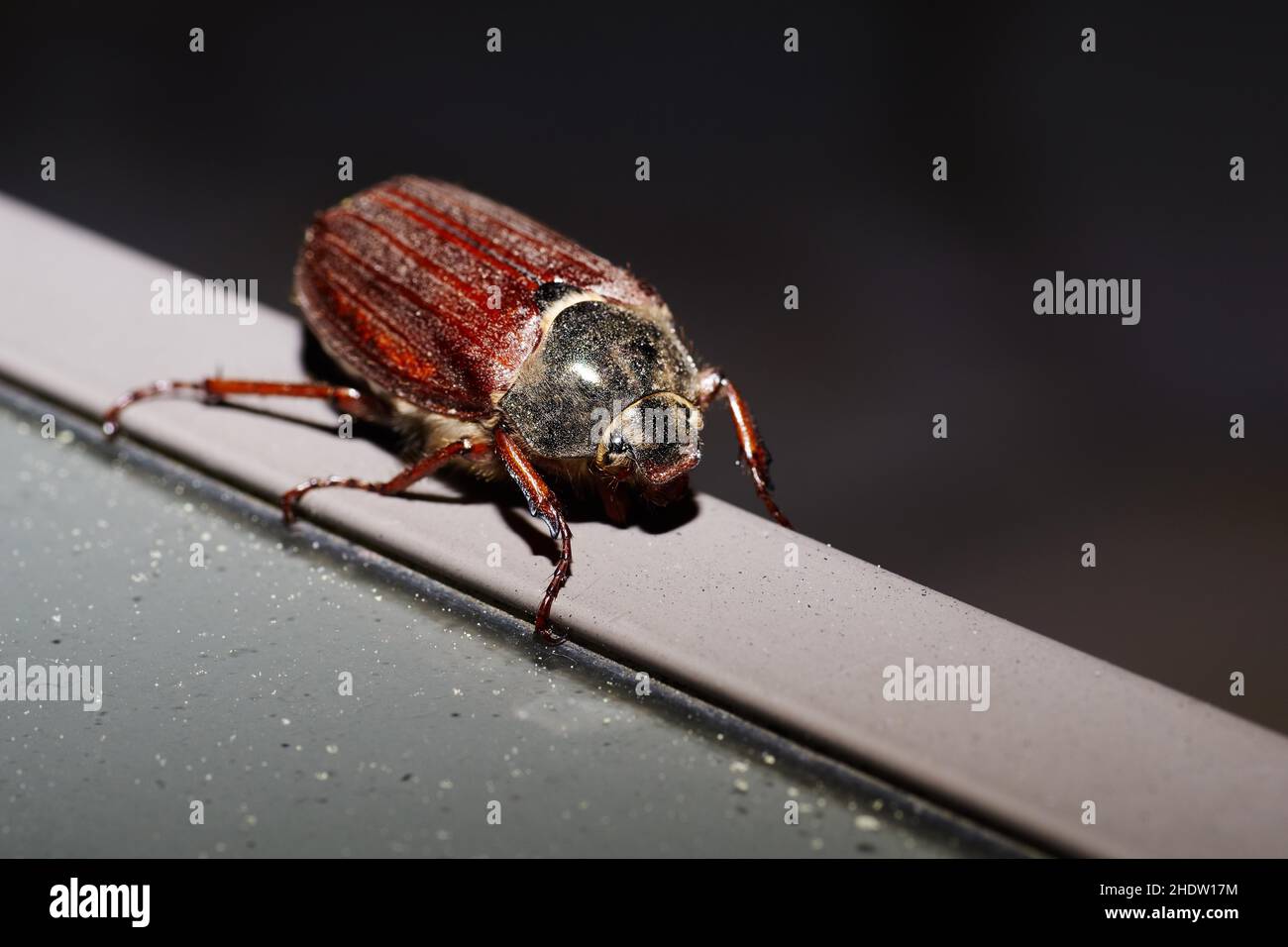 Cockchafer beetles hi-res stock photography and images - Alamy