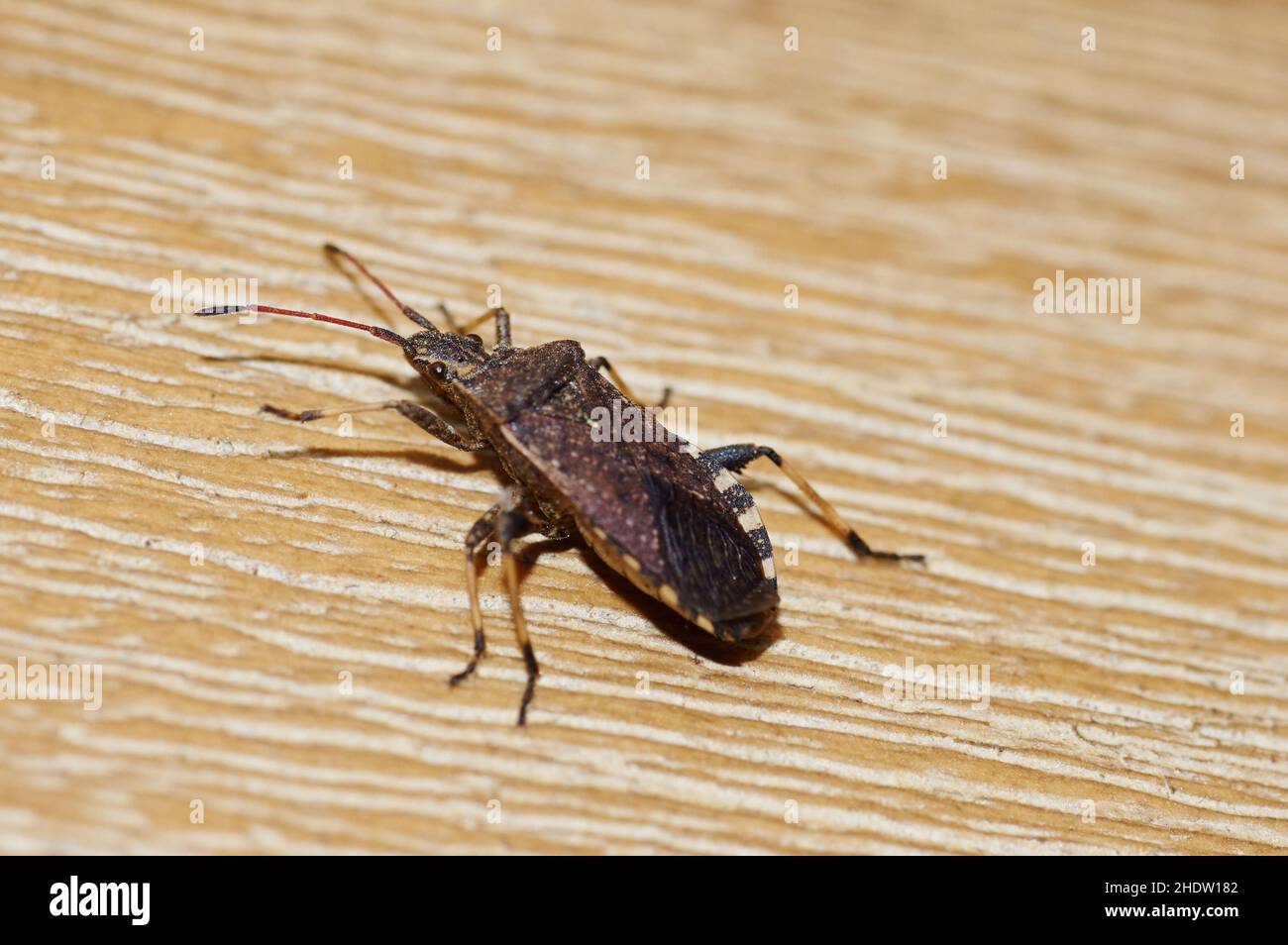 Western conifer seed bug Stock Photo - Alamy