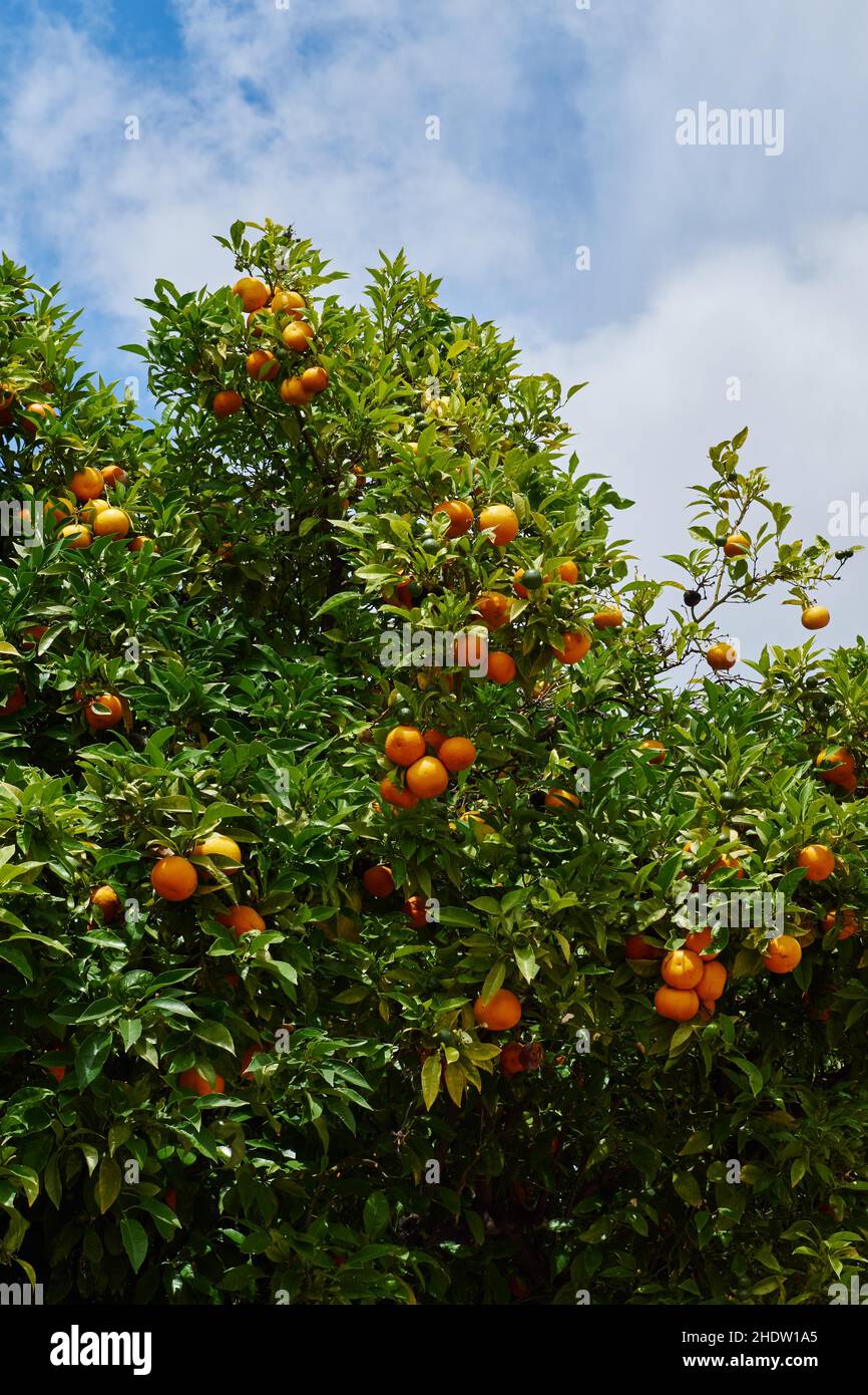 orange plantation, orange trees Stock Photo - Alamy