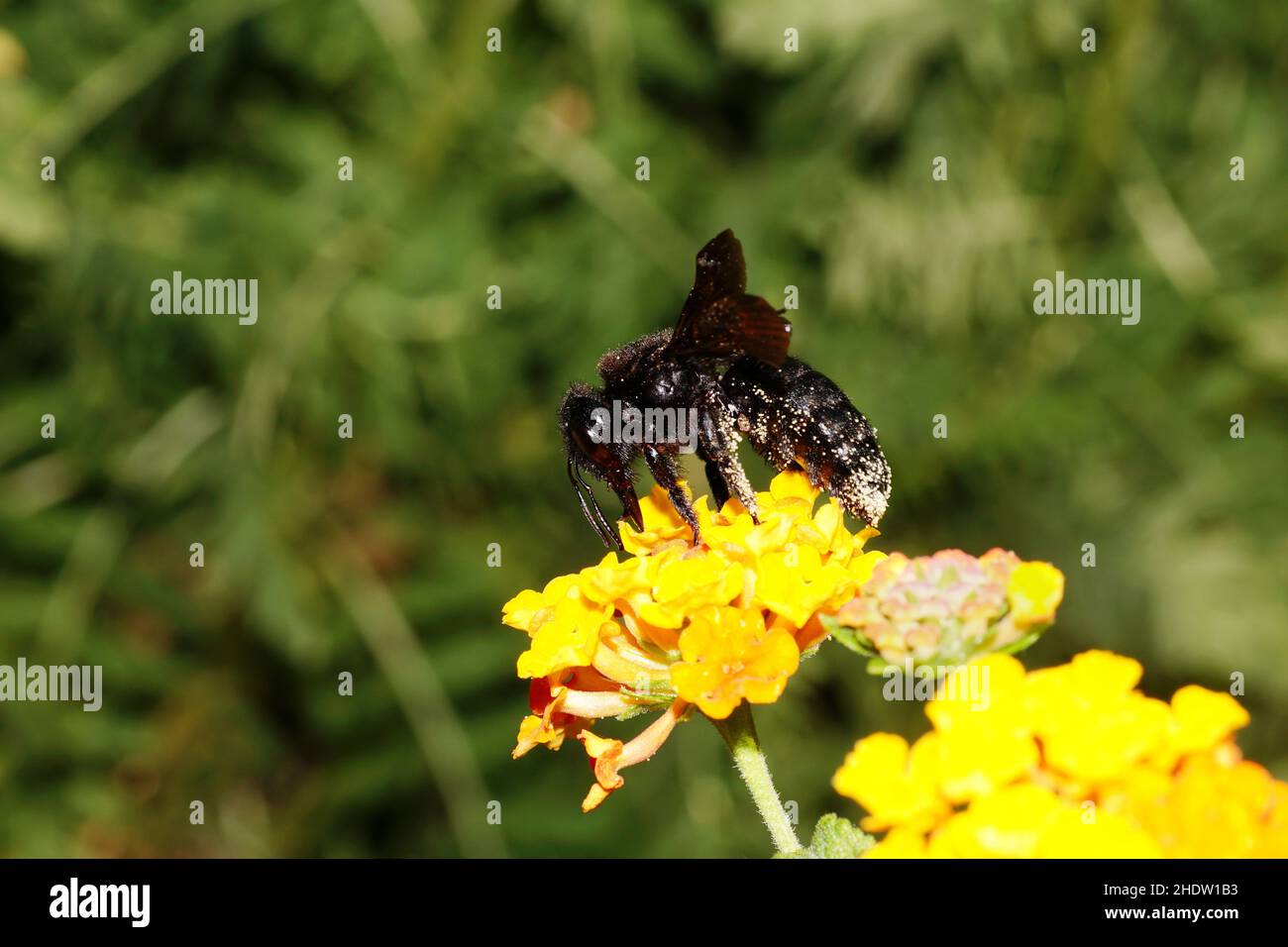 pollen, Carpenter bees, pollens Stock Photo - Alamy