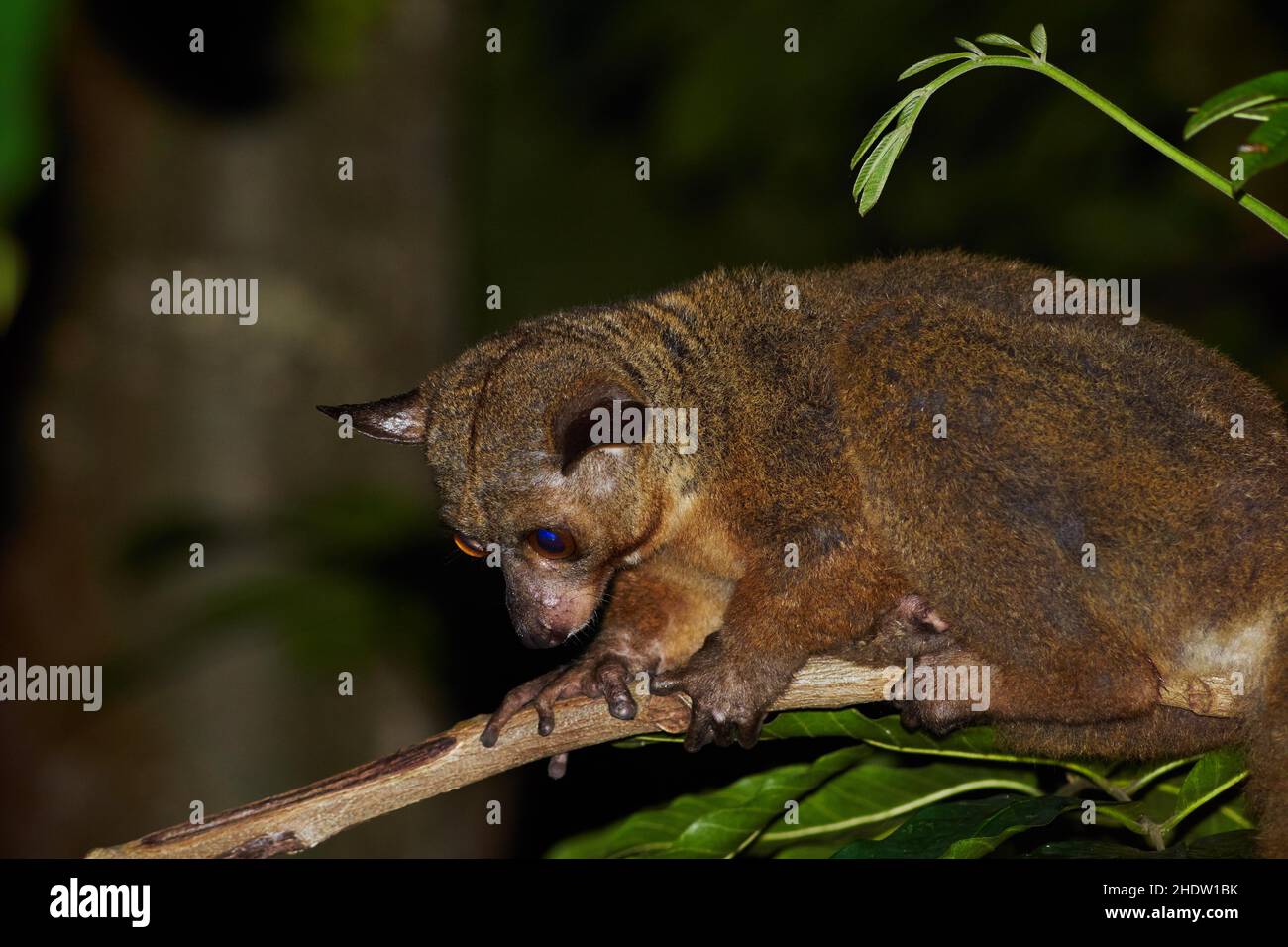 monkey, plumploris, monkeys, primates Stock Photo - Alamy