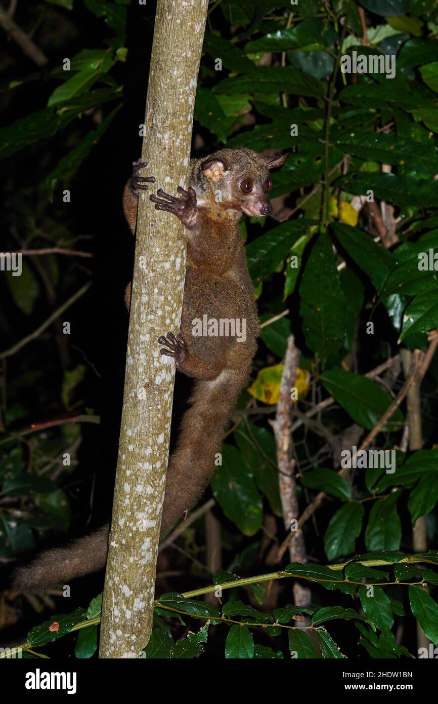 nocturnal, plumploris, nocturnals Stock Photo - Alamy
