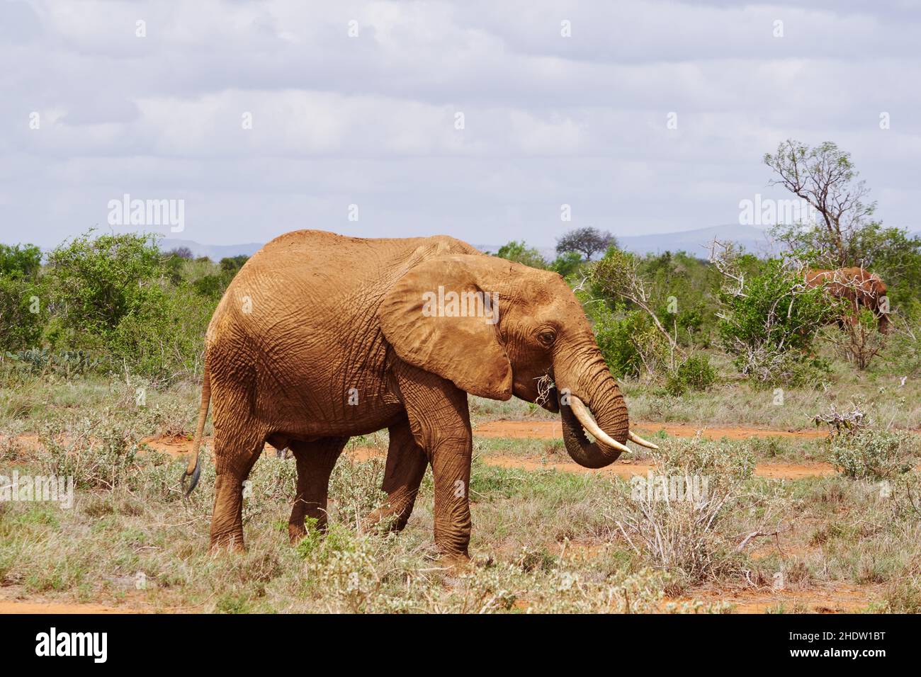 african bush elephant, african bush elephants, african elephant Stock ...
