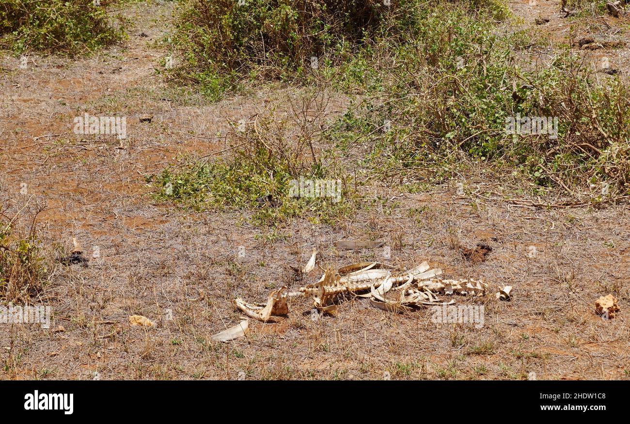 Mammals skeleton hi-res stock photography and images - Alamy