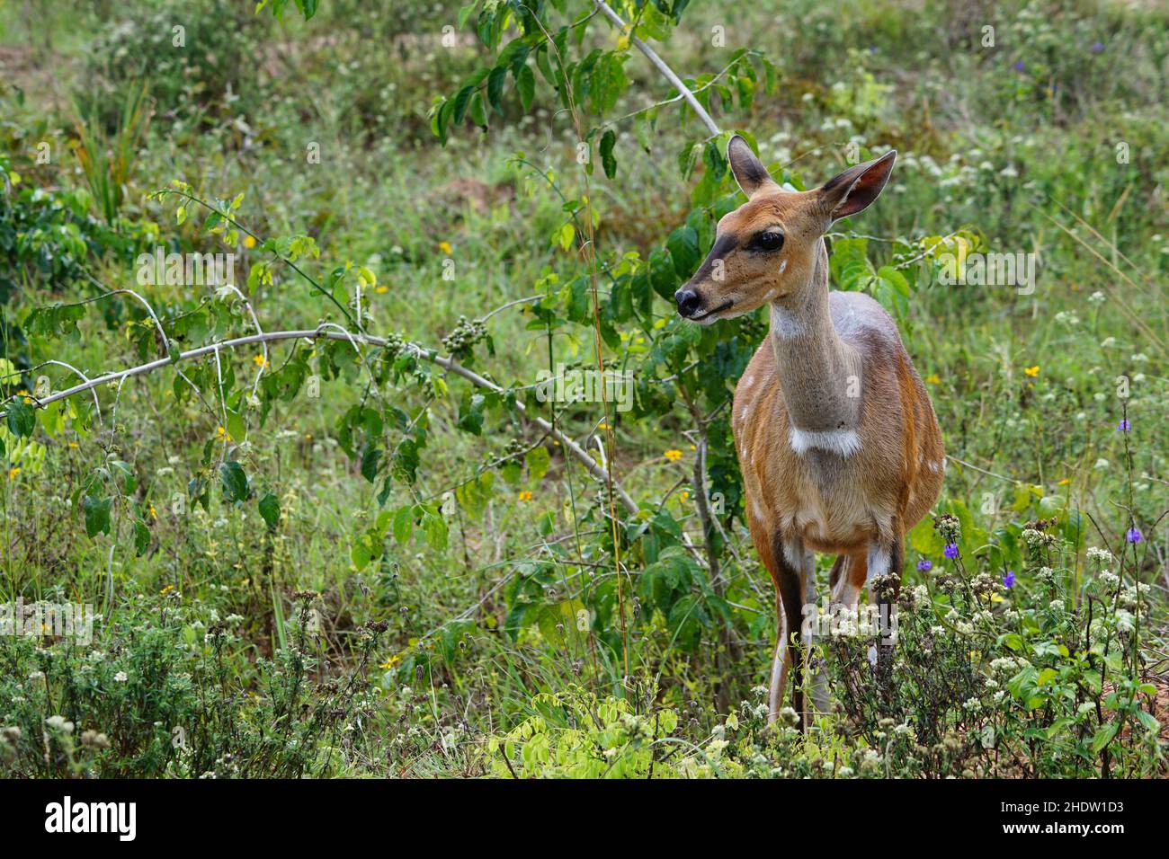 antelope, bushbuck, antelopes Stock Photo - Alamy