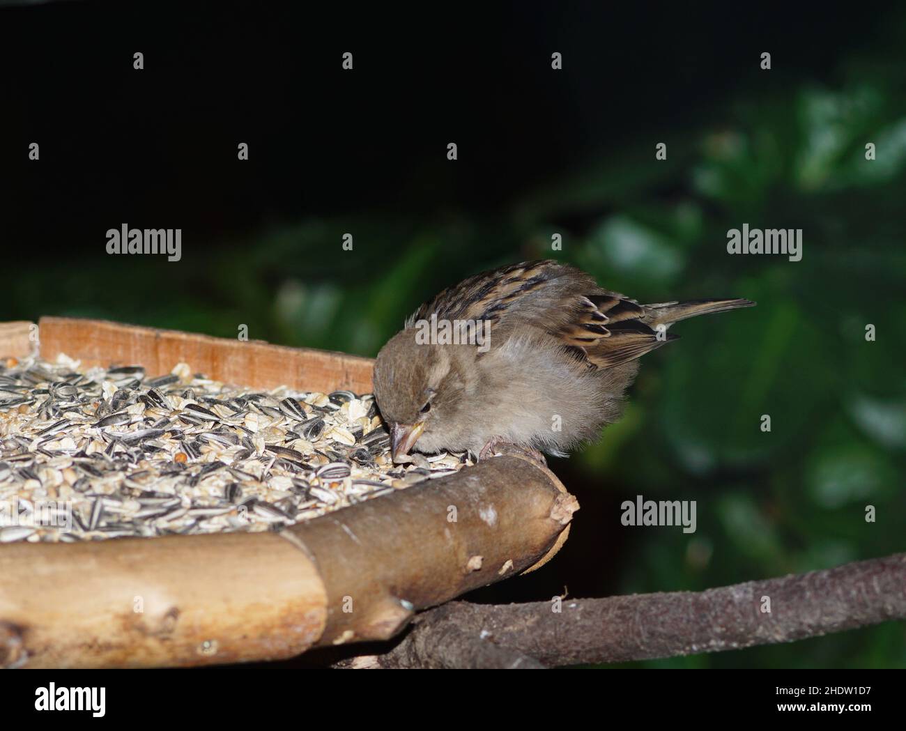 Sparrows eating bird seeds hi-res stock photography and images - Alamy