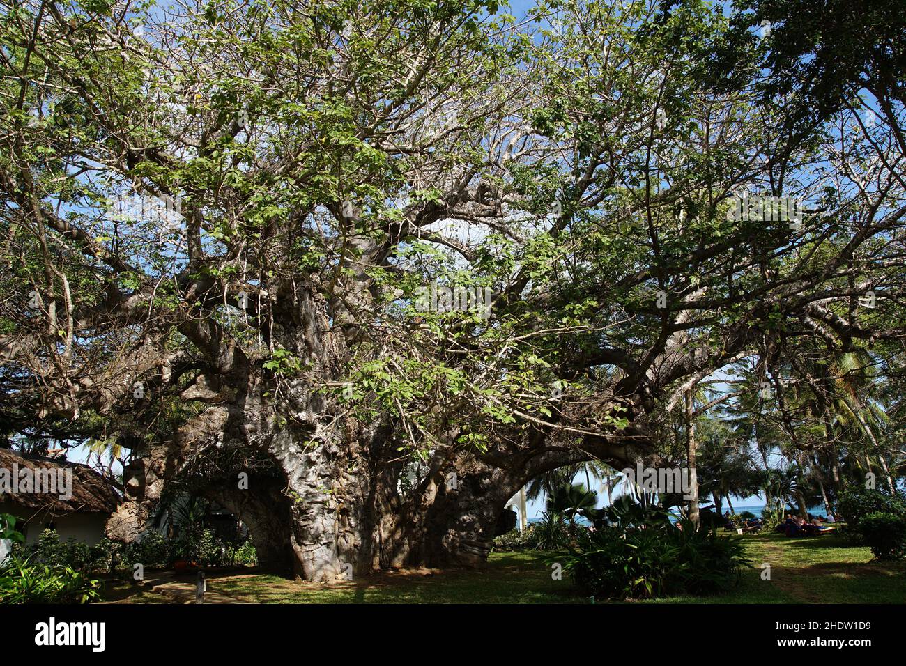 Baobab trees kenya hi-res stock photography and images - Alamy