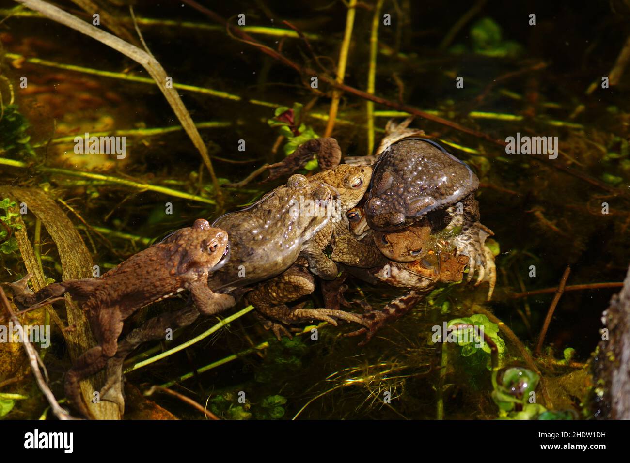 mating, toad, toads Stock Photo - Alamy
