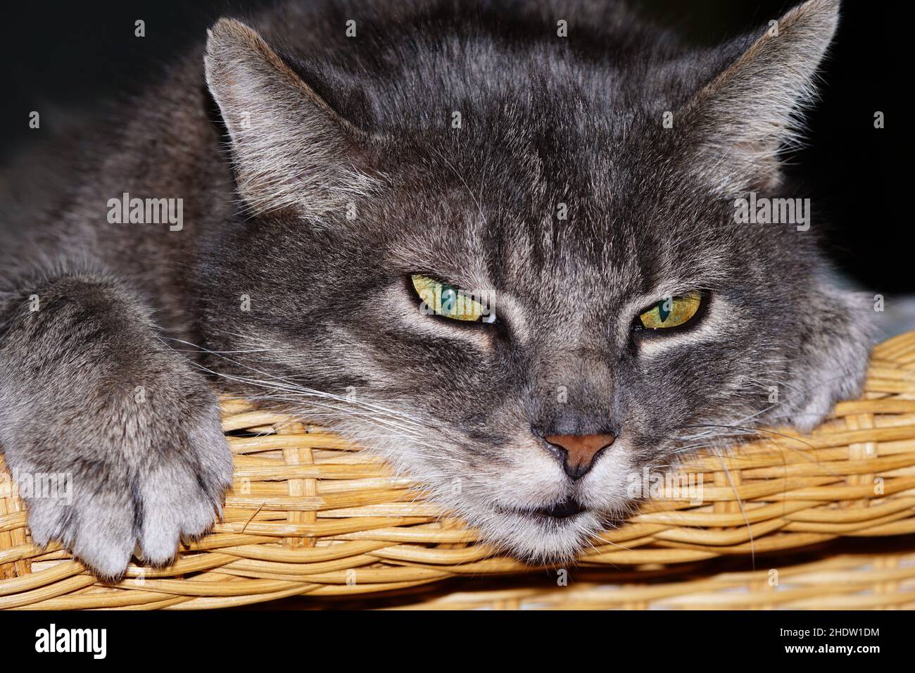male cat, male cats Stock Photo - Alamy