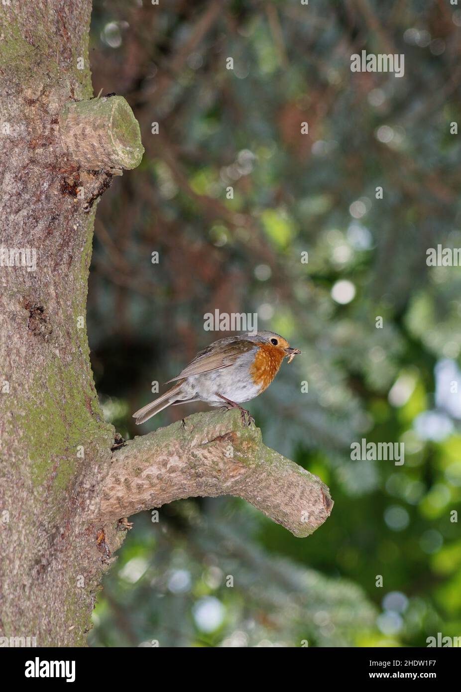 Robin with insects hi-res stock photography and images - Alamy