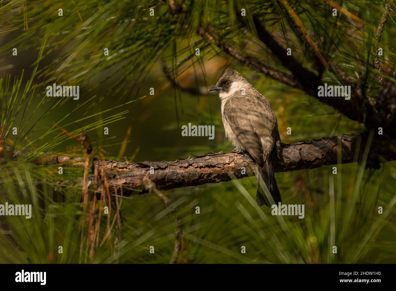 Sooty-headed Bulbul / Pycnonotus aurigaster Stock Photo - Alamy