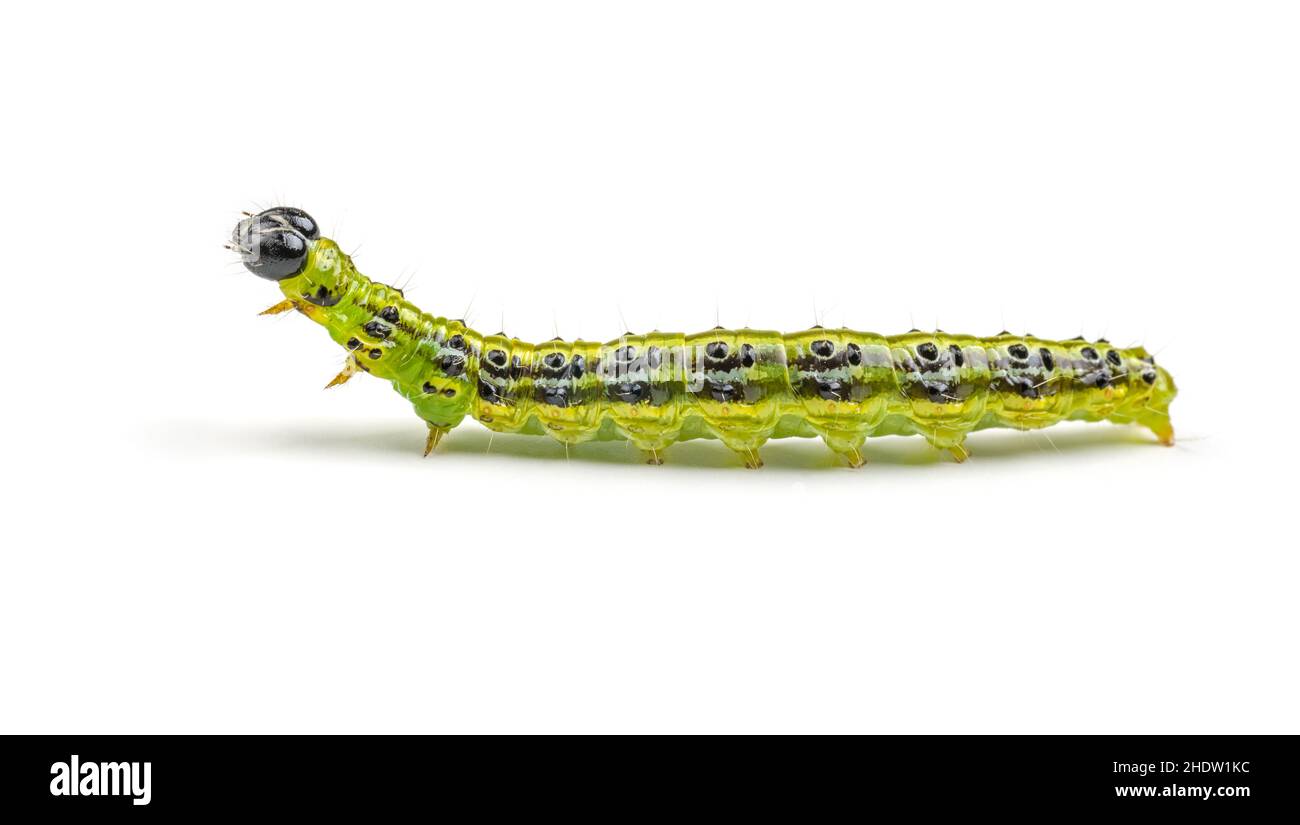 caterpillar, box tree moth, caterpillars Stock Photo - Alamy