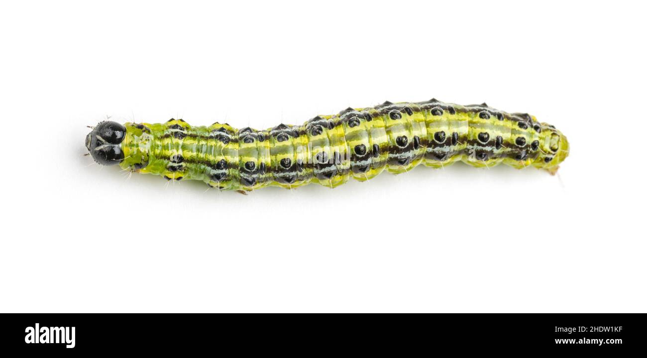 caterpillar, box tree moth, caterpillars Stock Photo - Alamy