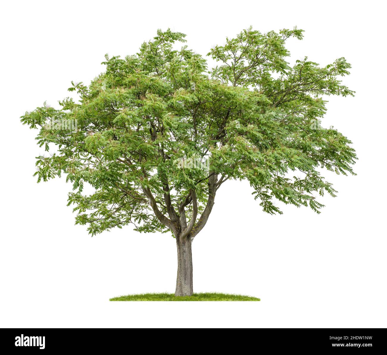 tree, tree of heaven, trees Stock Photo - Alamy