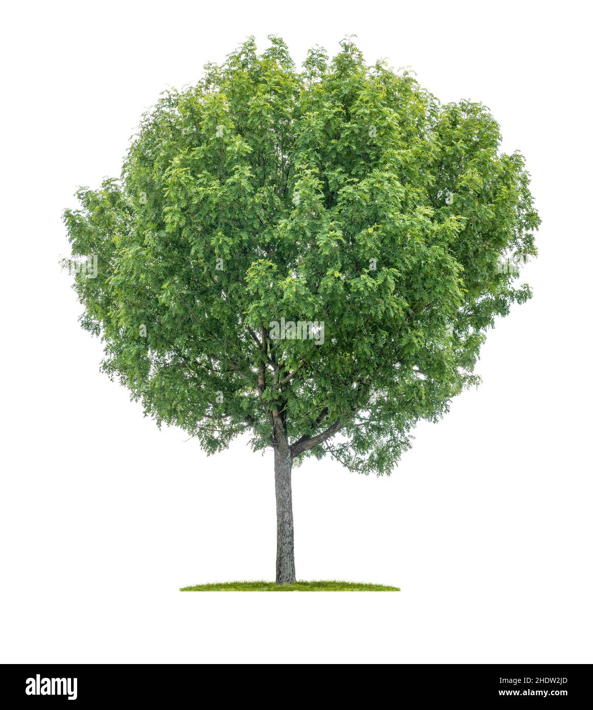 tree, rowan, trees, rowans Stock Photo - Alamy