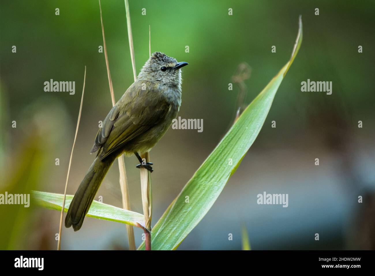 Flavescent Bulbul / Pycnonotus flavescens Stock Photo - Alamy