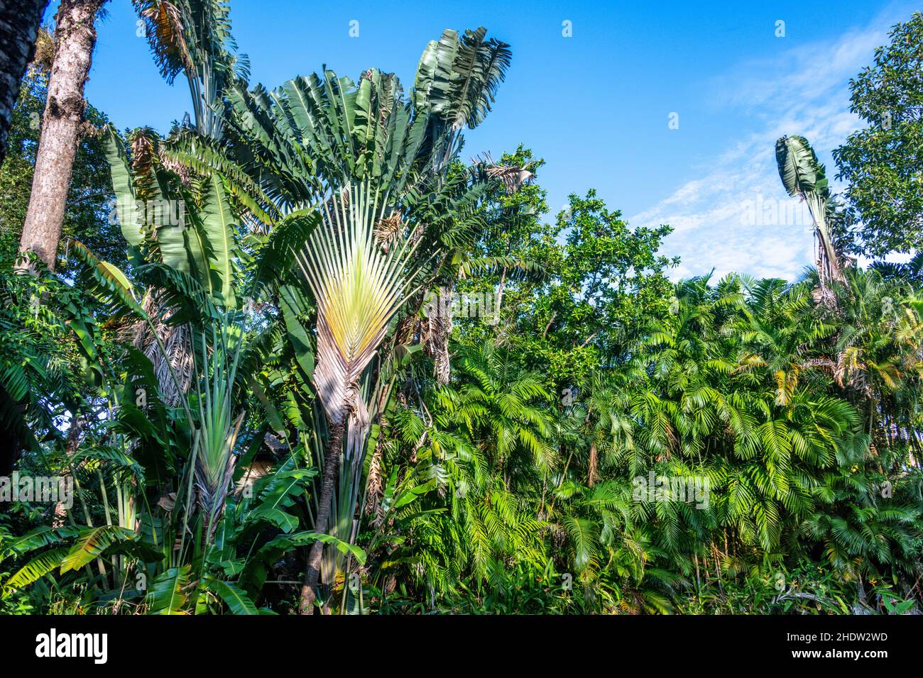 Lush plant growth in a tropical jungle Stock Photo - Alamy