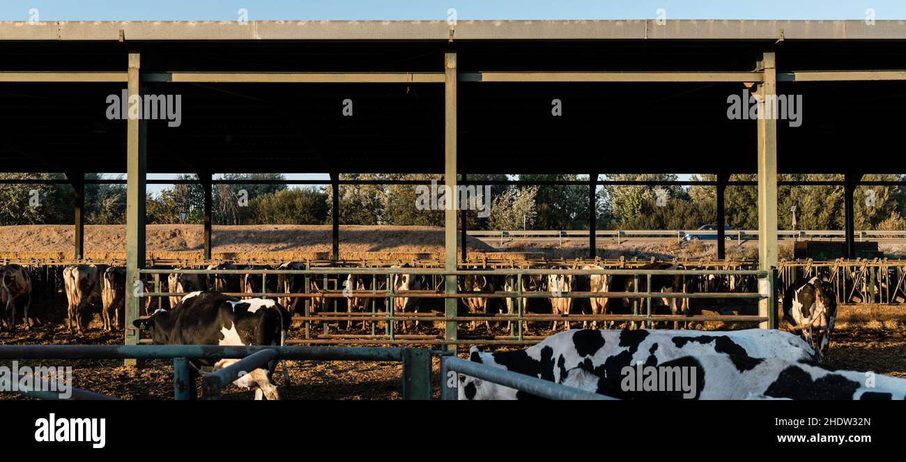 Herd of cows in an outdoor cowshed at a dairy farm Stock Photo - Alamy