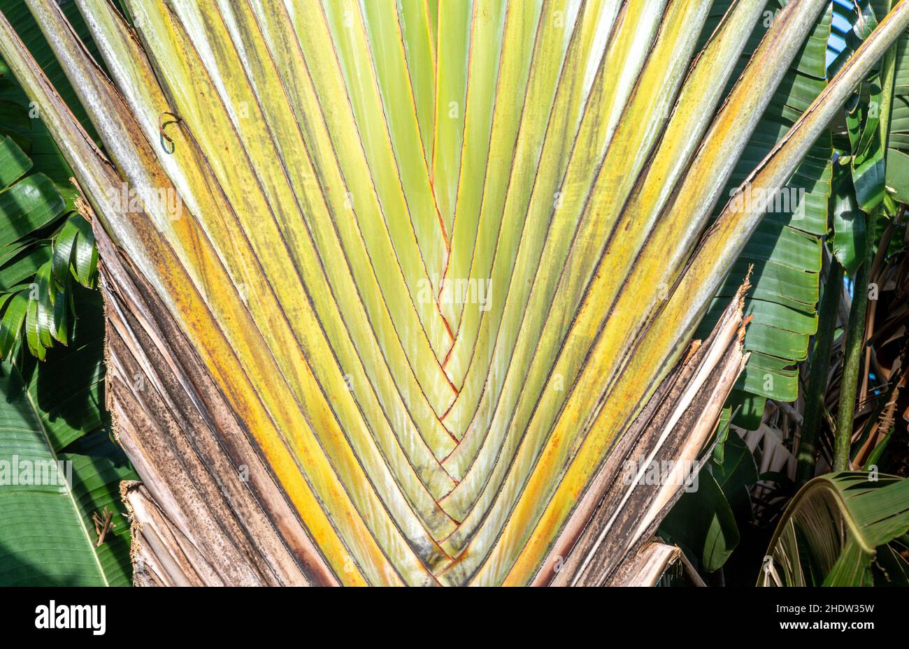 Lush plant growth in a tropical jungle Stock Photo - Alamy