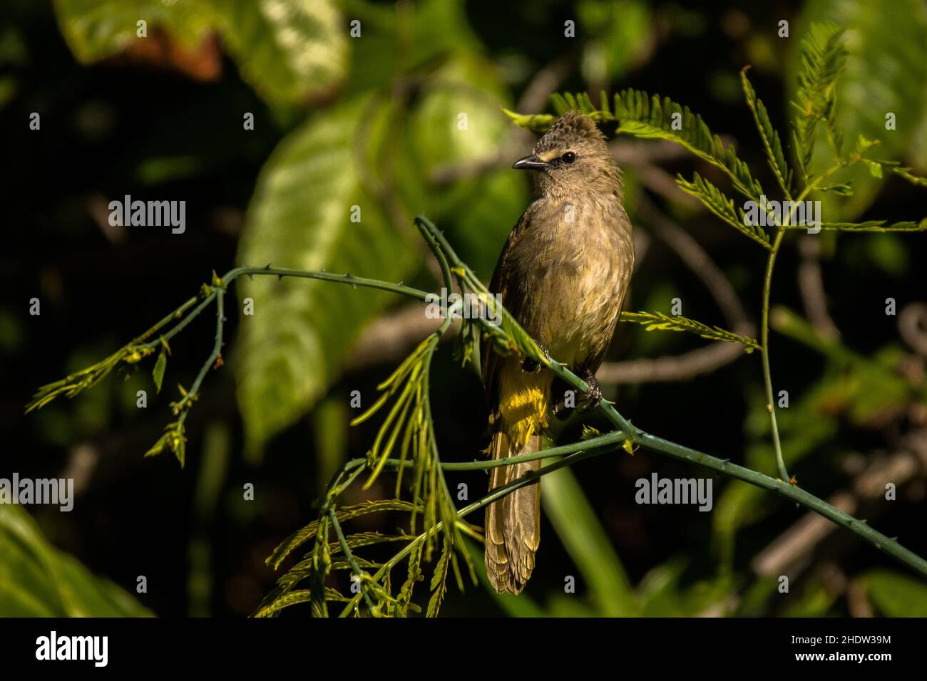 Flavescent Bulbul / Pycnonotus flavescens Stock Photo - Alamy