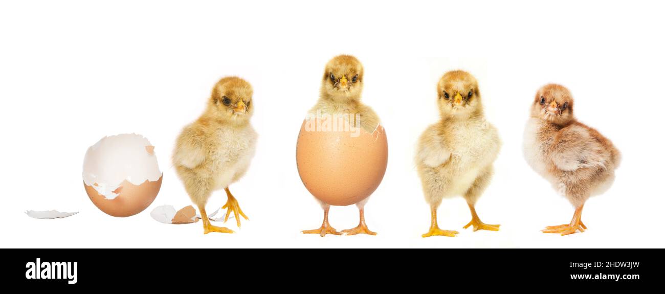 Four young birds Cut Out Stock Images & Pictures - Alamy