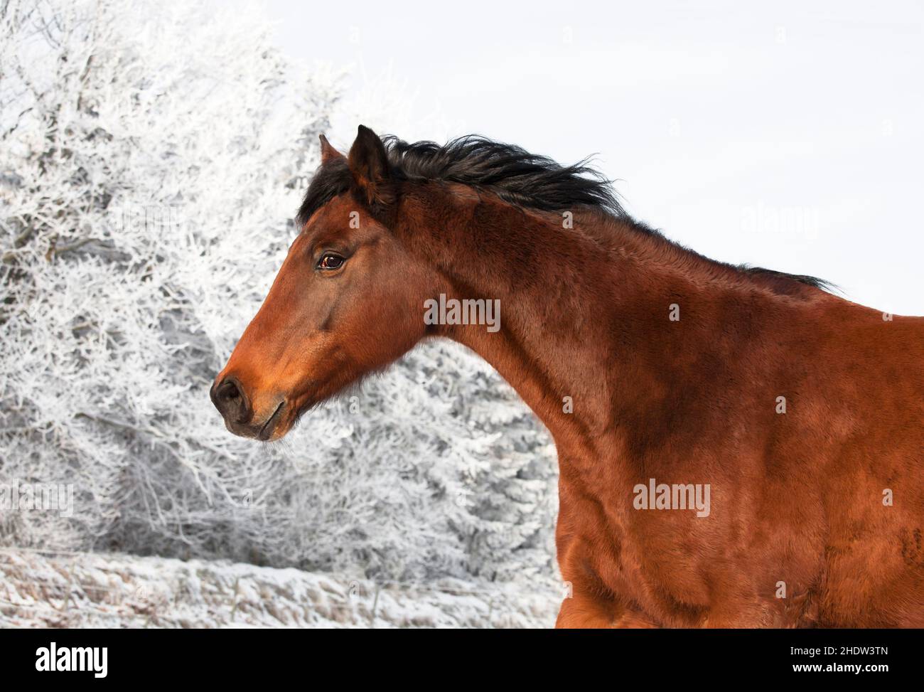 horse, holstein, horses Stock Photo - Alamy